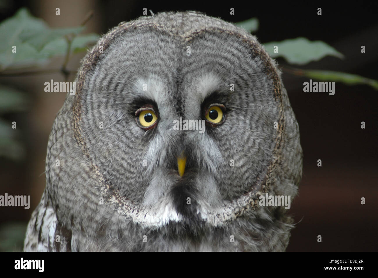 A close up of an owl's face Stock Photo - Alamy