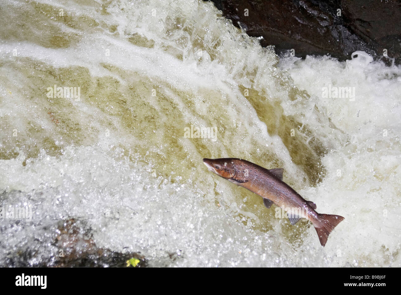 Atlantic salmon leaping hi-res stock photography and images - Alamy