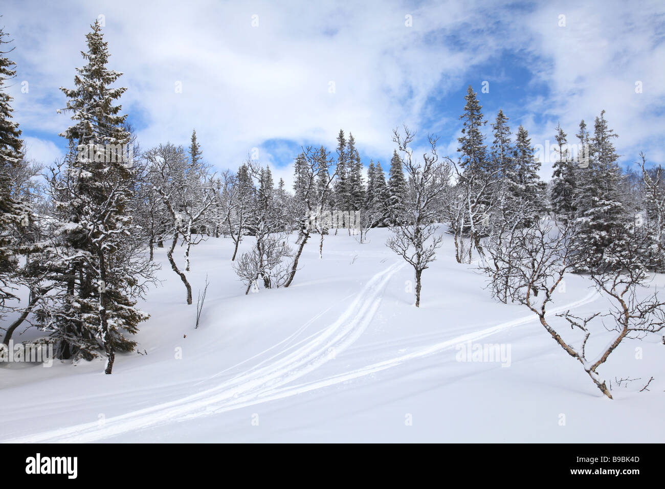 Pinewood tree covered with snow up in the mountain Stock Photo - Alamy