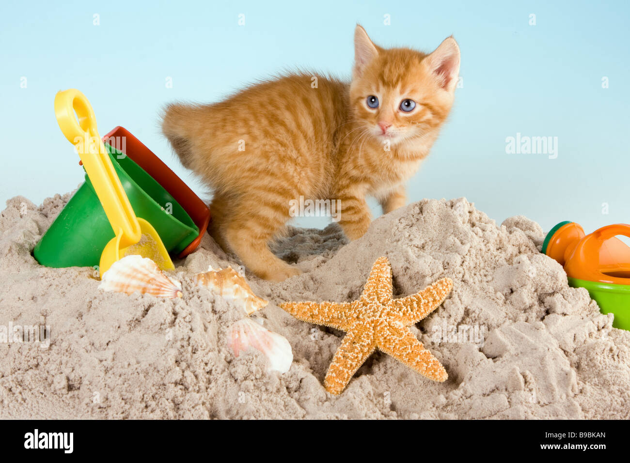 Playing with shells hi-res stock photography and images - Alamy