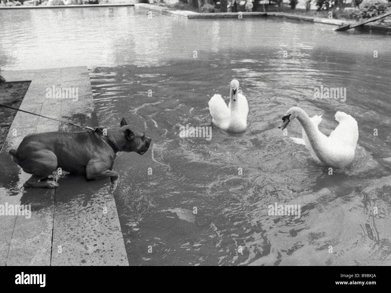 Swan lake in Rustavi city park Stock Photo - Alamy