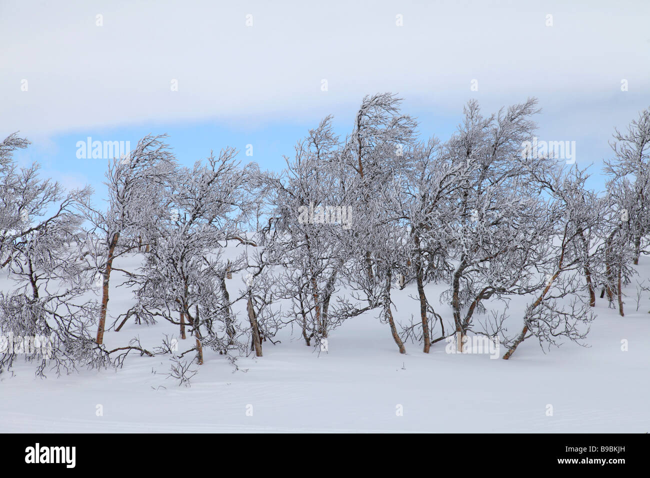 Birchwood in winter hi-res stock photography and images - Alamy