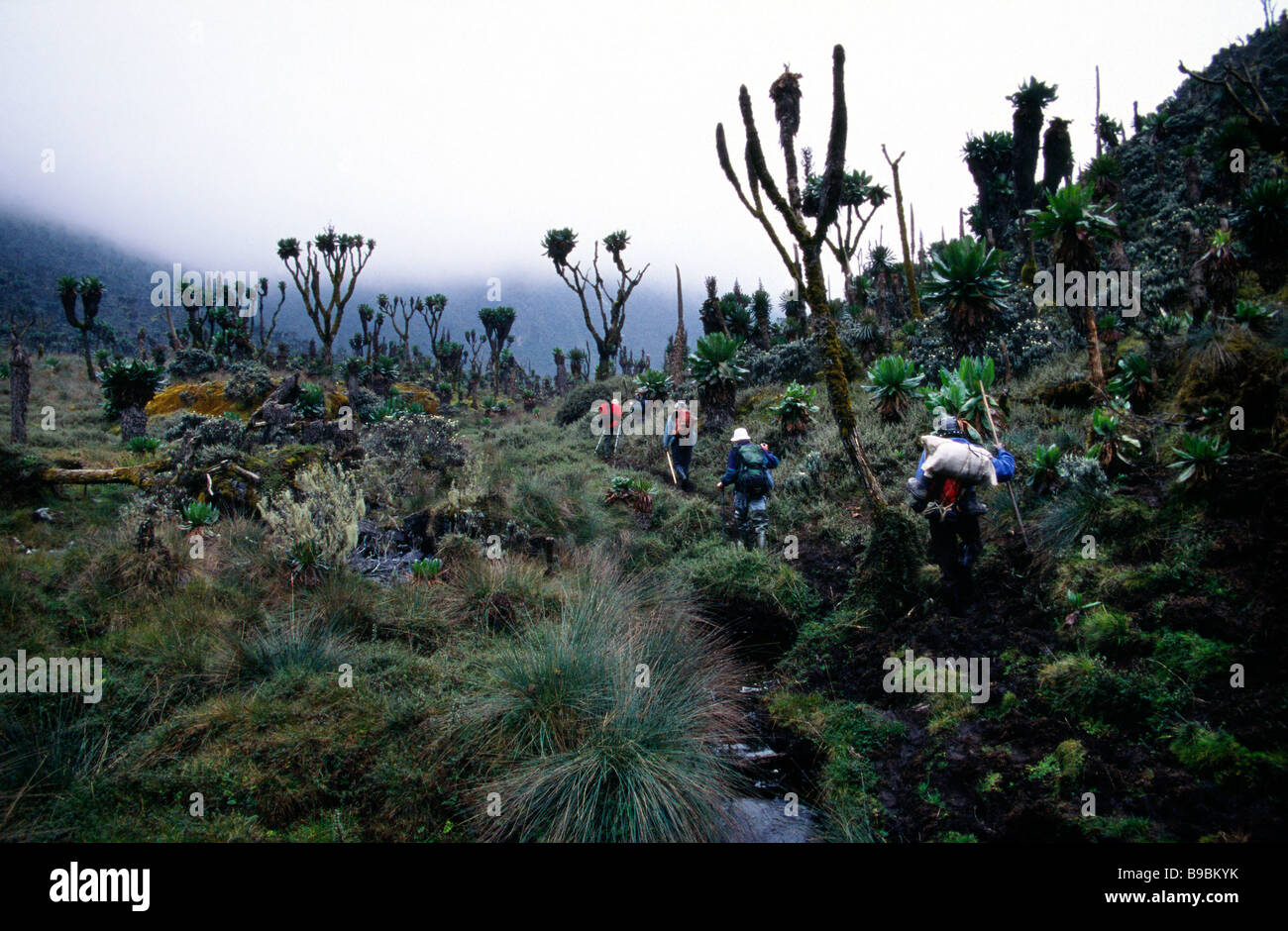Mt rwenzori hi-res stock photography and images - Alamy