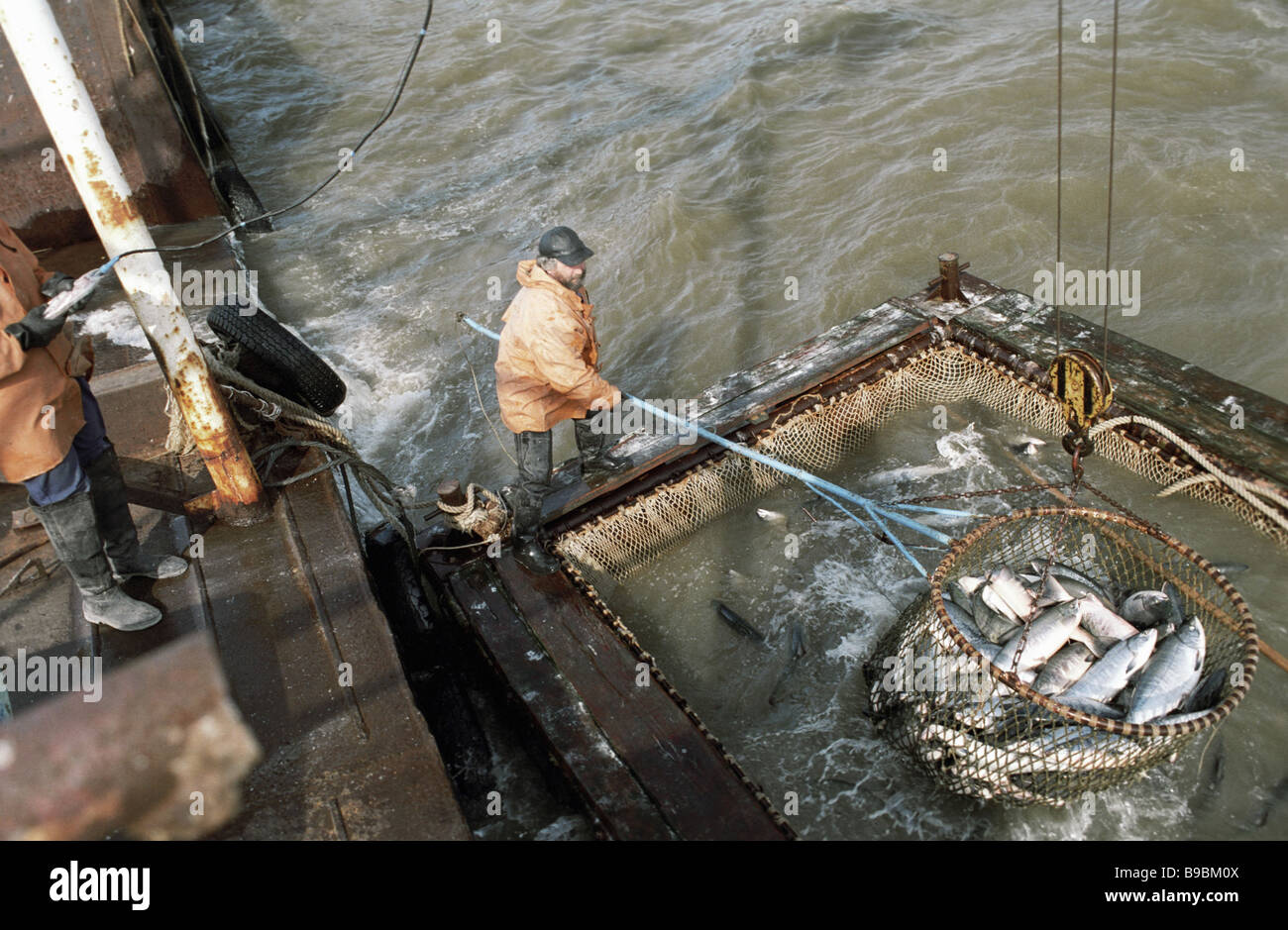 Getting fish out of a pond in a farm and cannery in the Chukchi ...