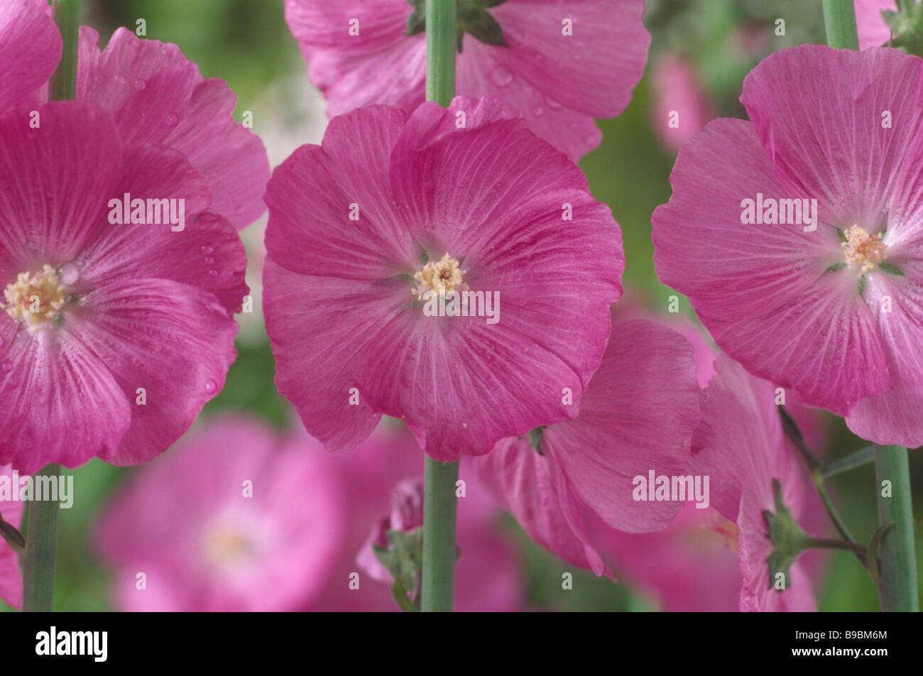 False mallow hi-res stock photography and images - Alamy