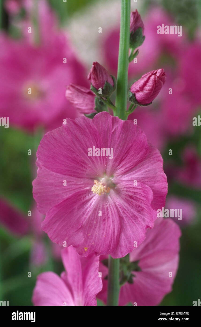 Sidalcea 'Party Girl' (False mallow, Prairie mallow Stock Photo - Alamy