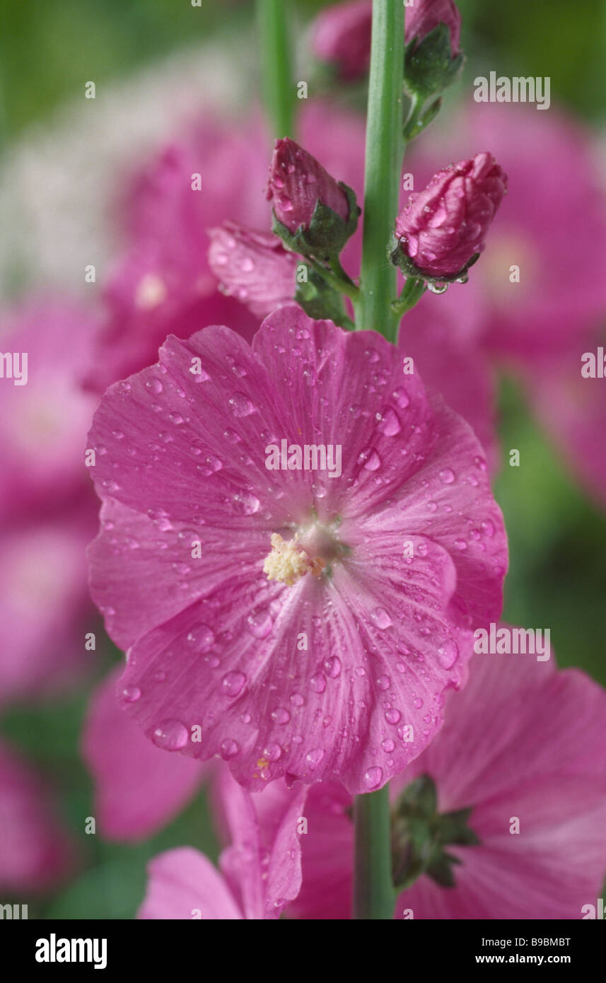 Sidalcea 'Party Girl' (False mallow, Prairie mallow Stock Photo - Alamy