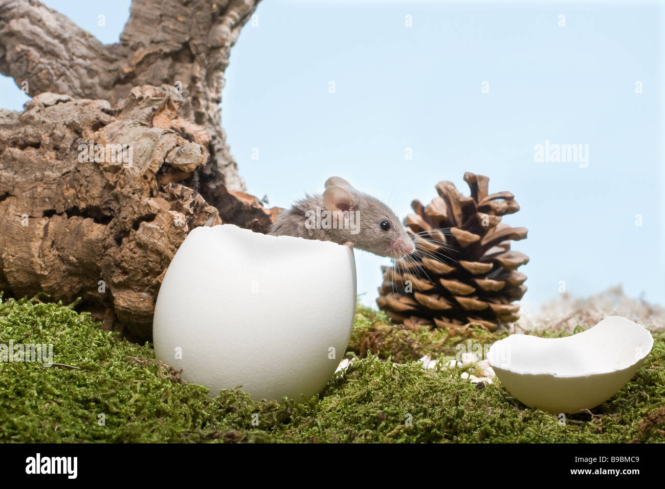 Little grey mouse coming out of a white egg Stock Photo - Alamy