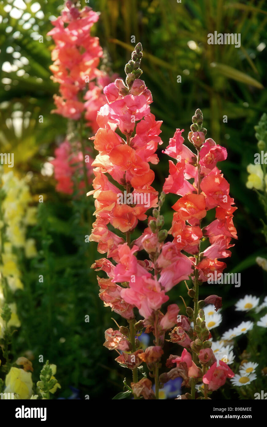 In a snapdragon flower hi-res stock photography and images - Alamy