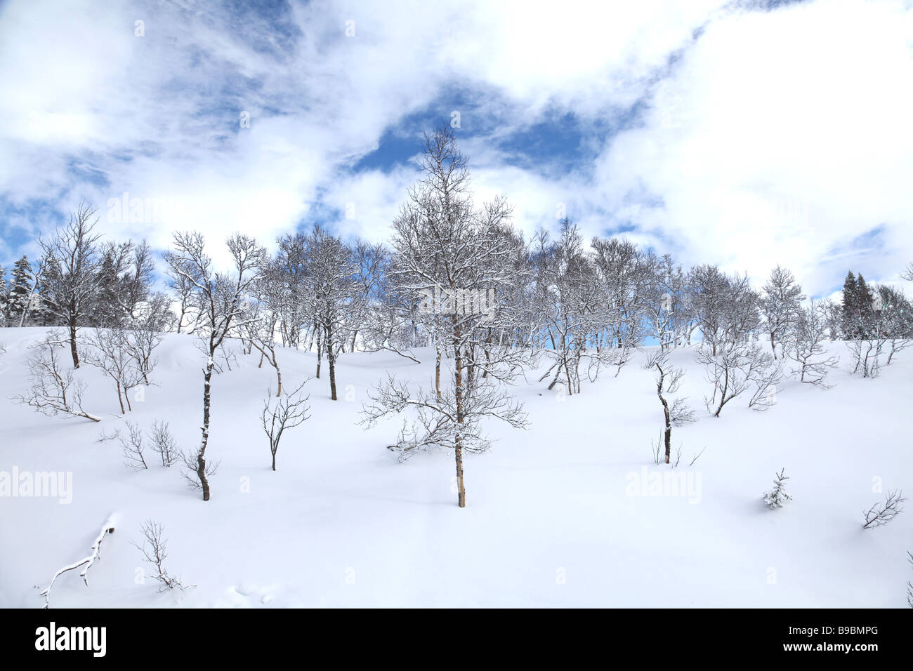 Birchwood in winter hi-res stock photography and images - Alamy