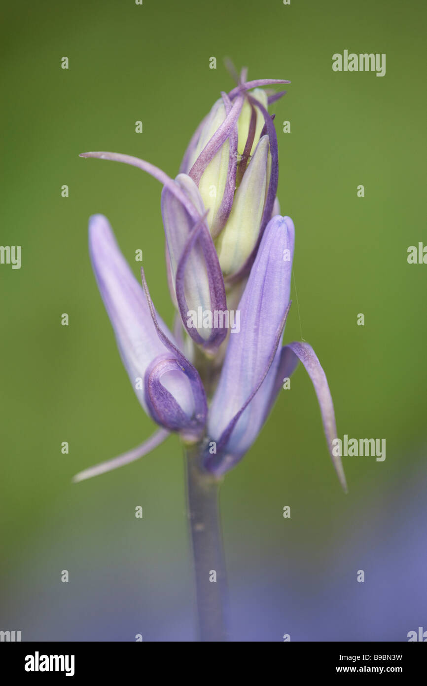 English Bluebell, Common Bluebell (Hyacinthoides non-scripta, Endymion ...
