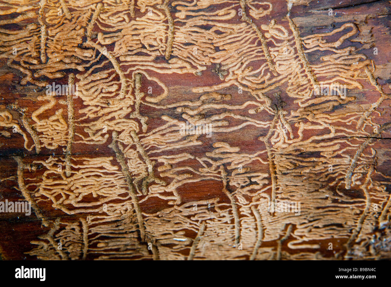 Worm Tracks High Resolution Stock Photography and Images - Alamy