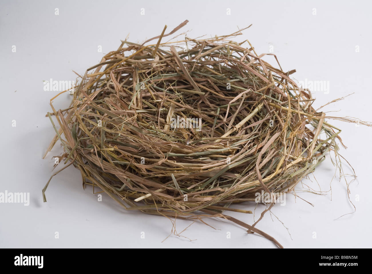 Potential nest hi-res stock photography and images - Alamy