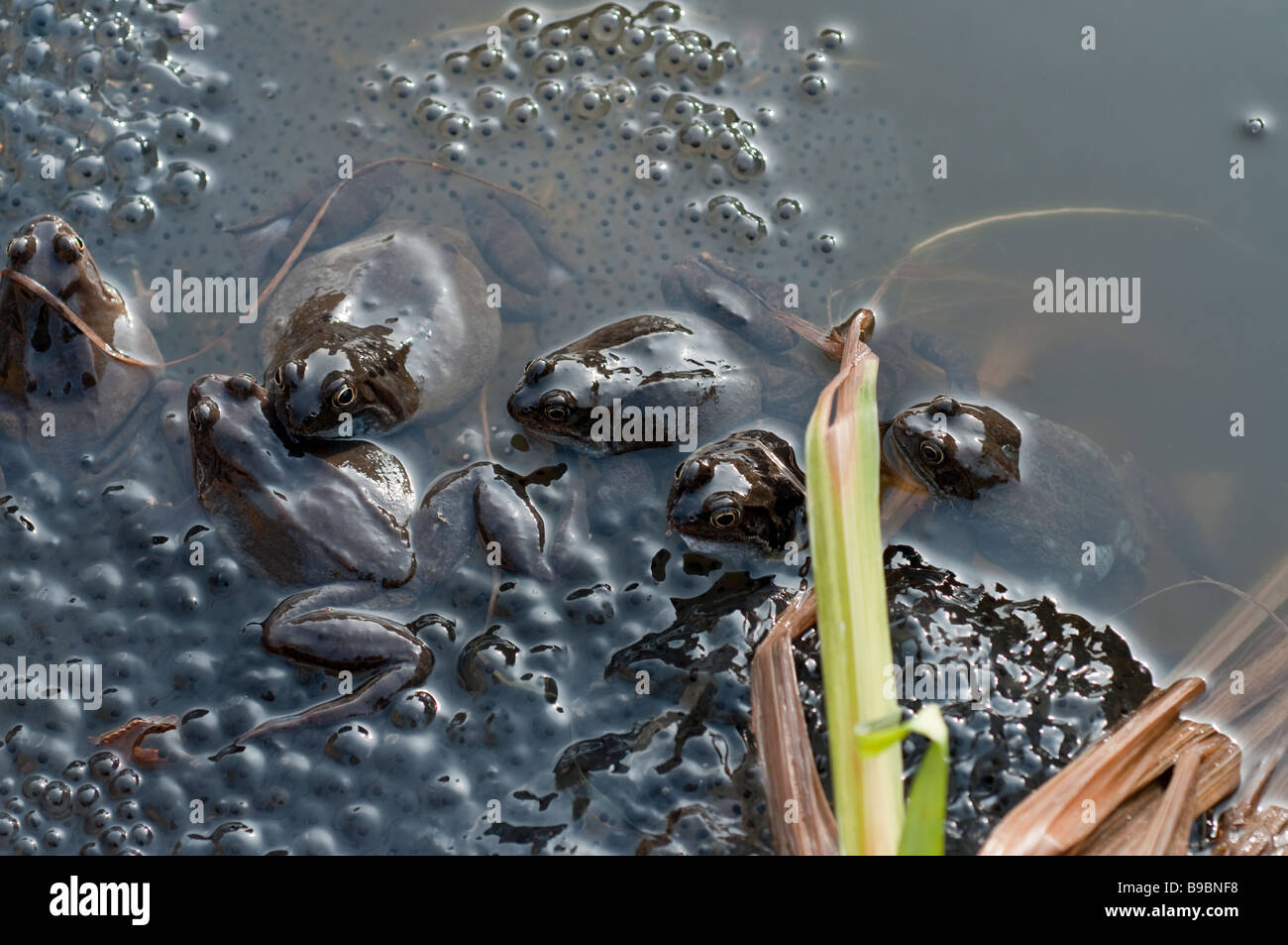 Frog embryos hi-res stock photography and images - Alamy