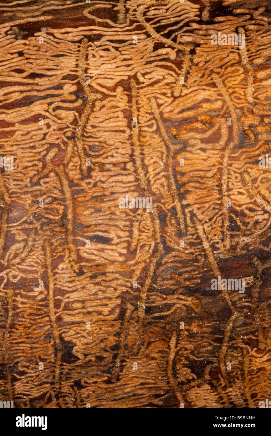 Worm tracks hi-res stock photography and images - Alamy