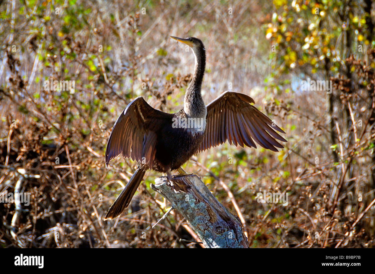 Female Anhinga at Circle B Bar Reserve Environmental Nature Center ...