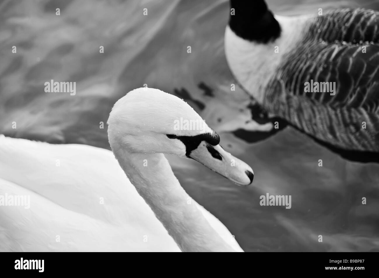 a swan swimming on water Stock Photo - Alamy