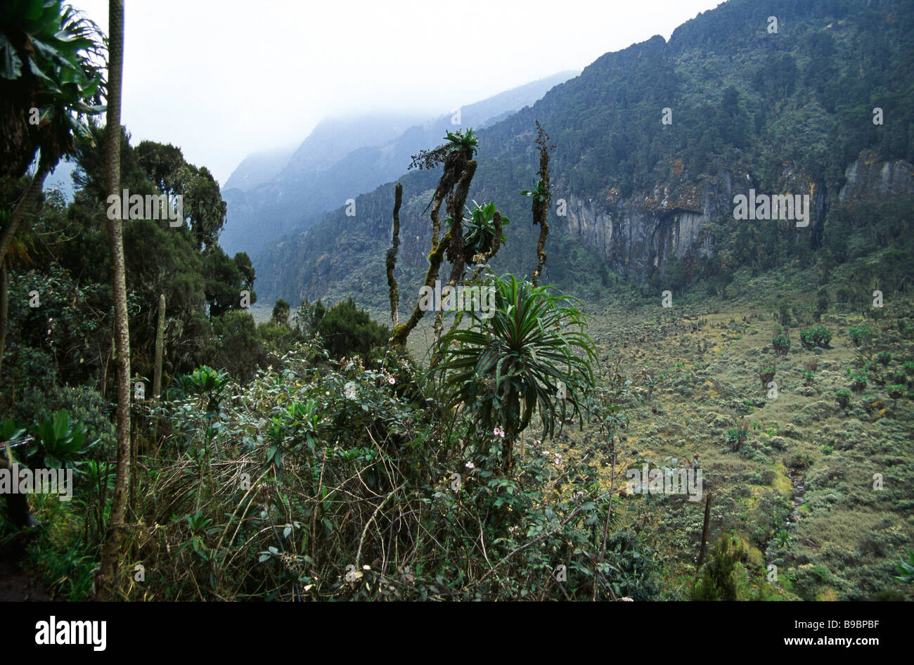 Mt rwenzori hi-res stock photography and images - Alamy