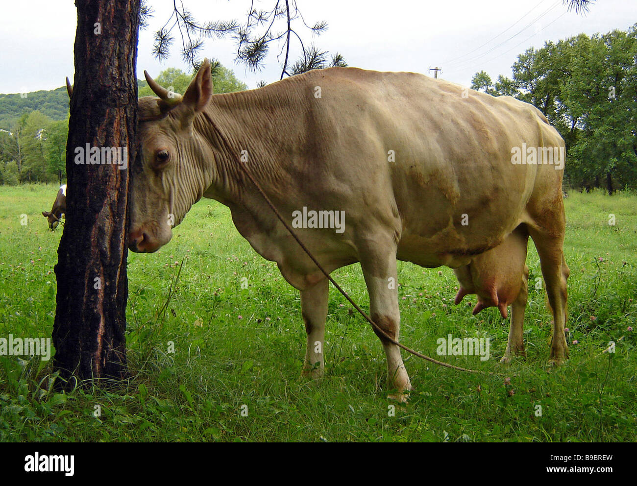 A cow grazing near a tree Stock Photo - Alamy