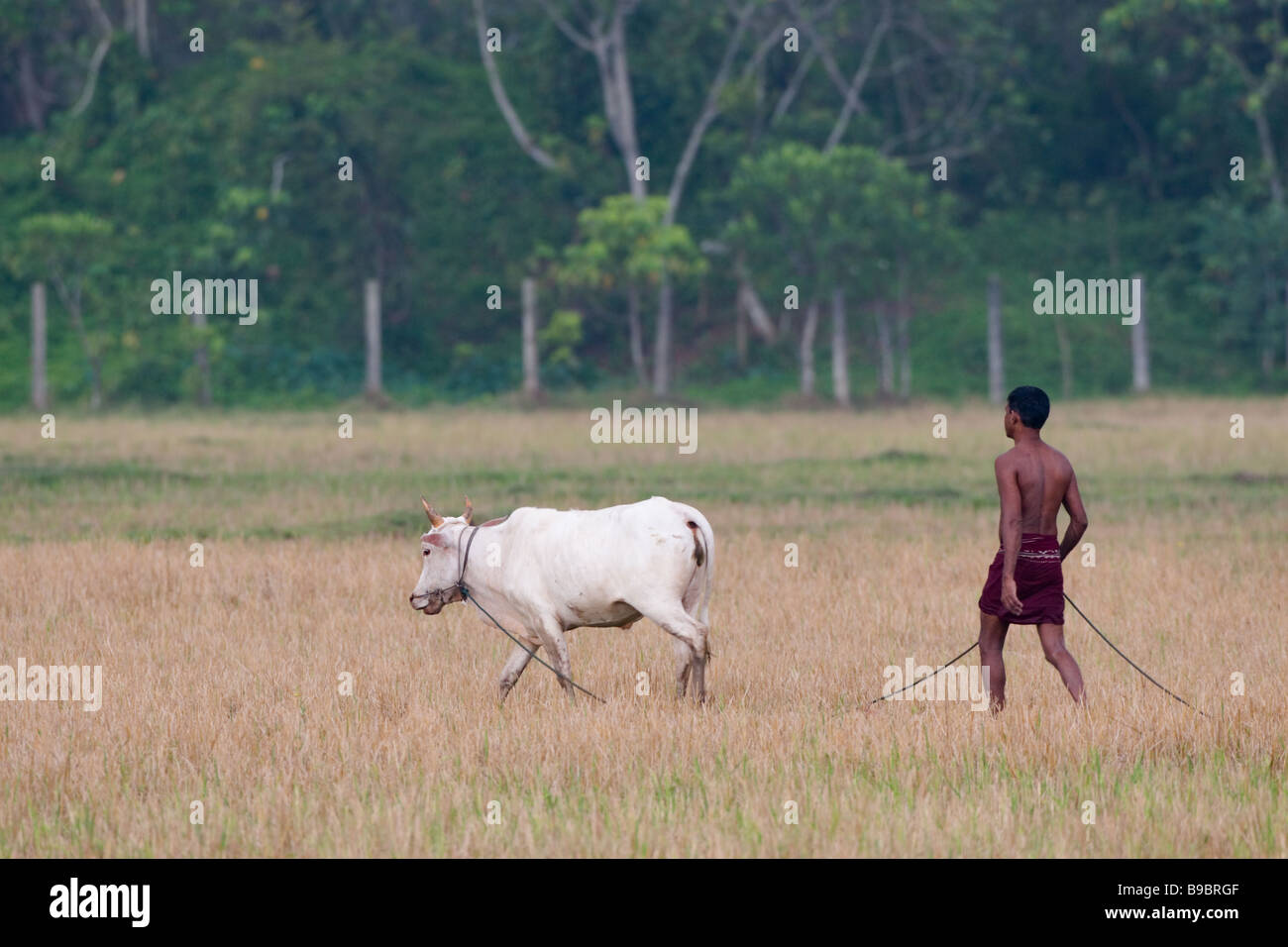 A farmer leads a white cow across a paddy field, a rural village scene ...