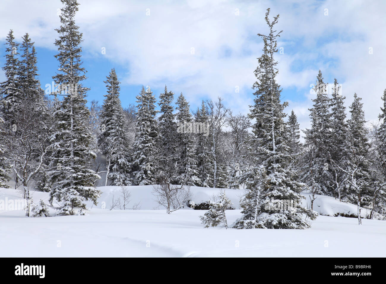 Pinewood tree covered with snow up in the mountain Stock Photo - Alamy