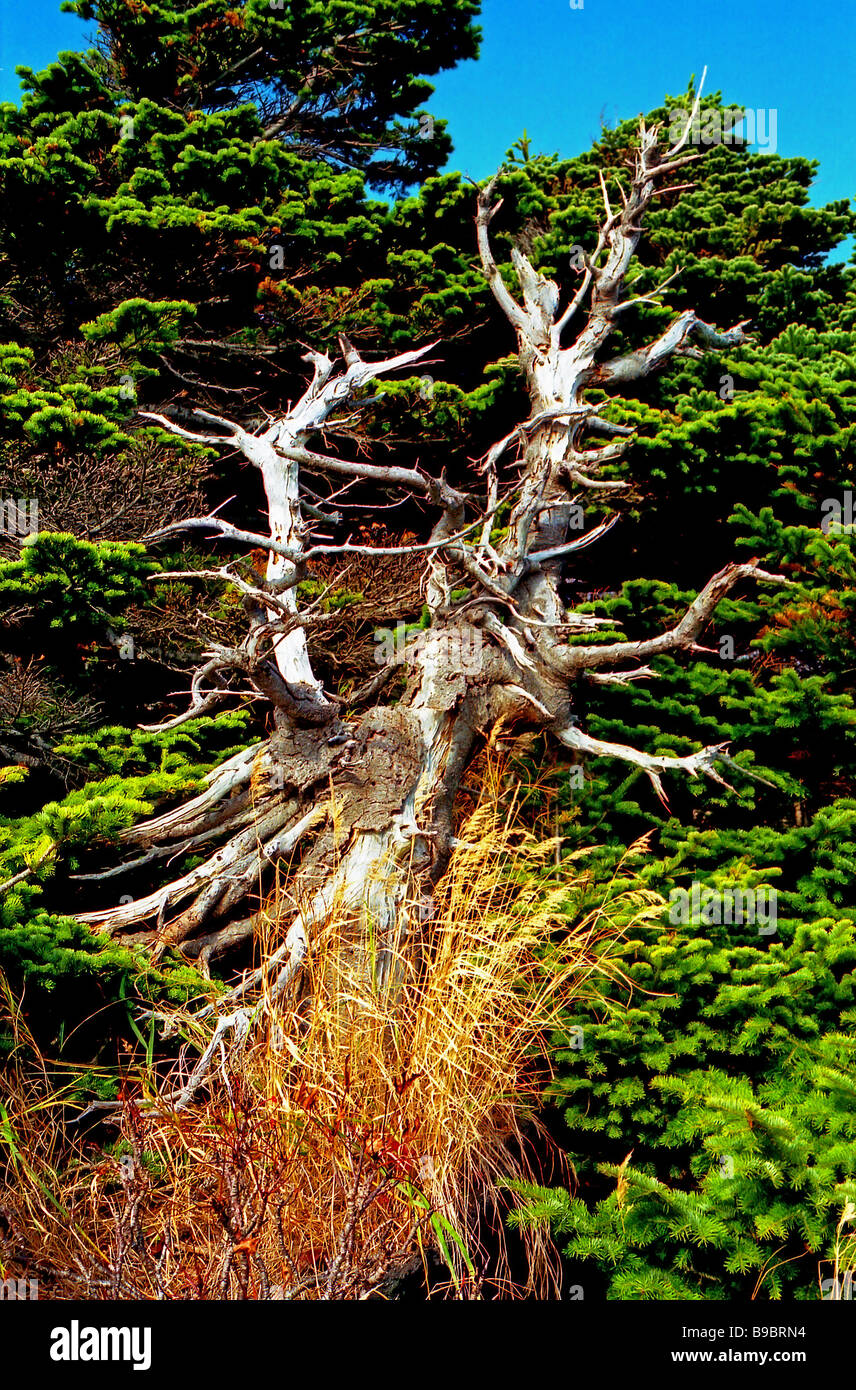 Nature on the Kuril Islands Stock Photo - Alamy