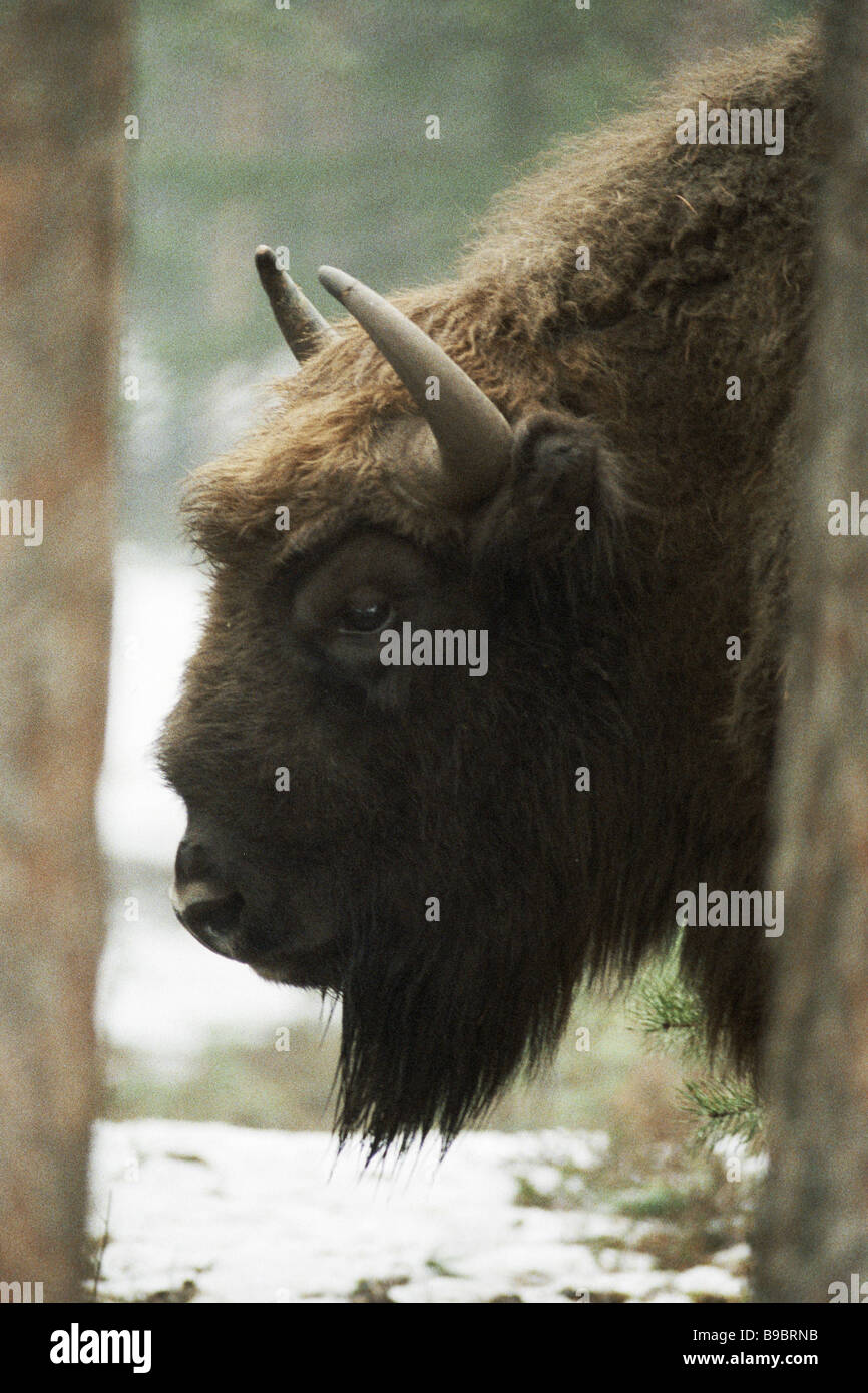 A bison in the Berezino Nature Reserve Stock Photo - Alamy