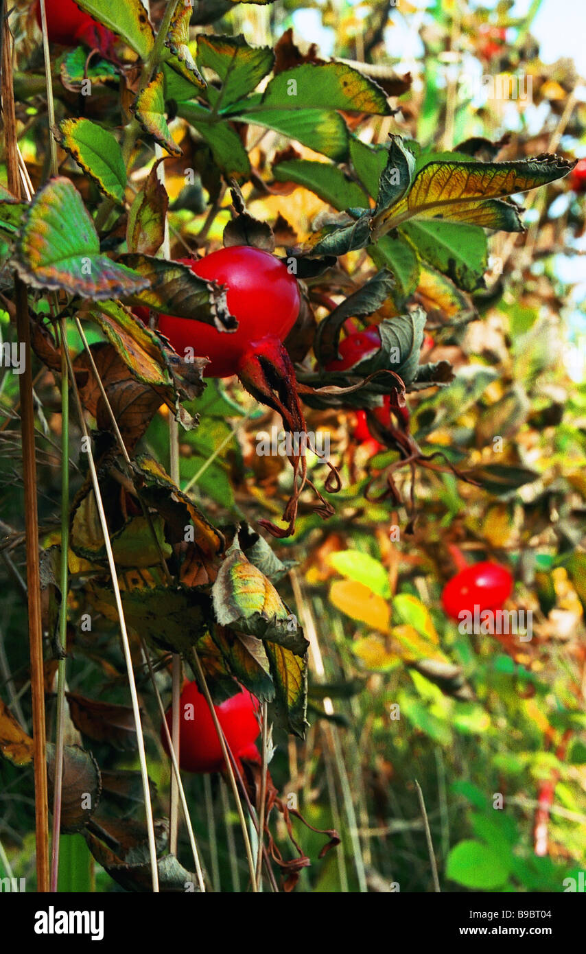 The nature of the Kuril islands Stock Photo - Alamy