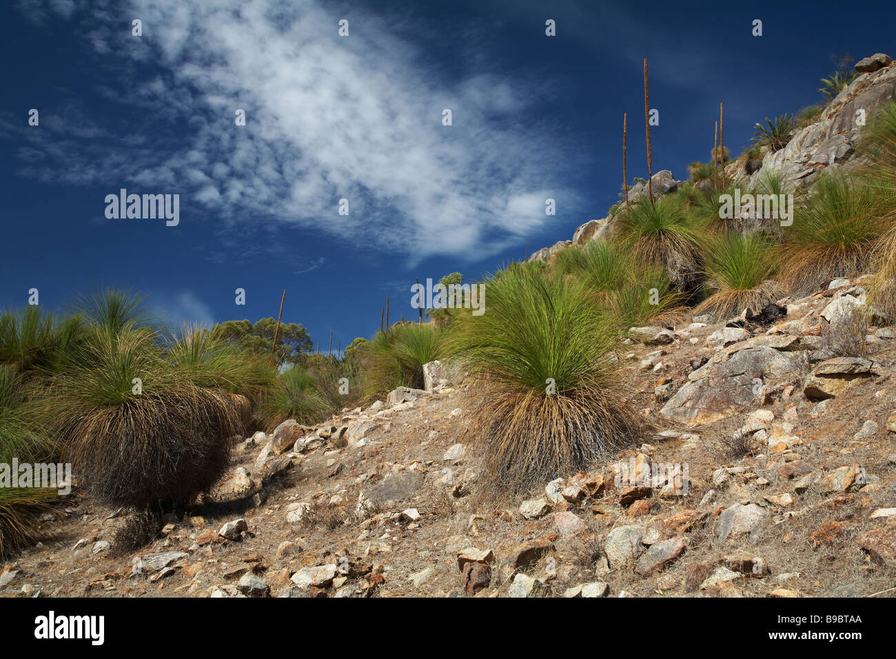 Western Australian Xanthorrhoea bushes scattered across a rocky bush ...