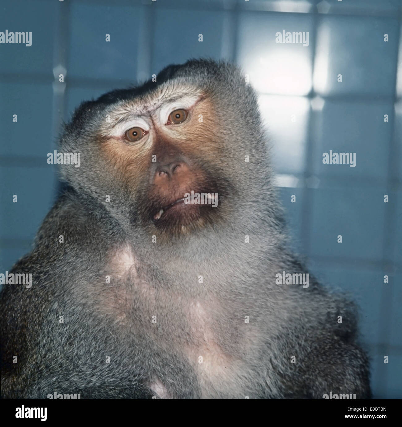 A monkey at the Moscow Zoo Stock Photo - Alamy
