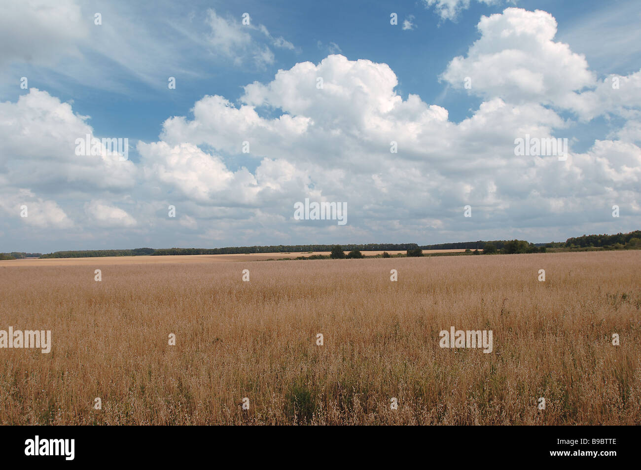 Grain crops in the Oryol Region Central Russia s south Stock Photo - Alamy