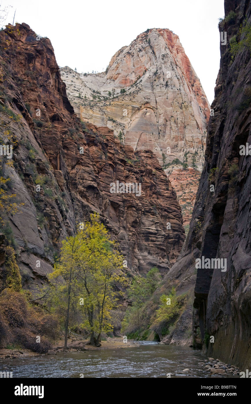 Autumn foliage in Zion Canyon in Zion National Park Utah Stock Photo ...