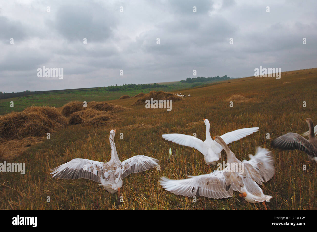Wild geese in a field in the Oryol Region Central Russia s south Stock ...