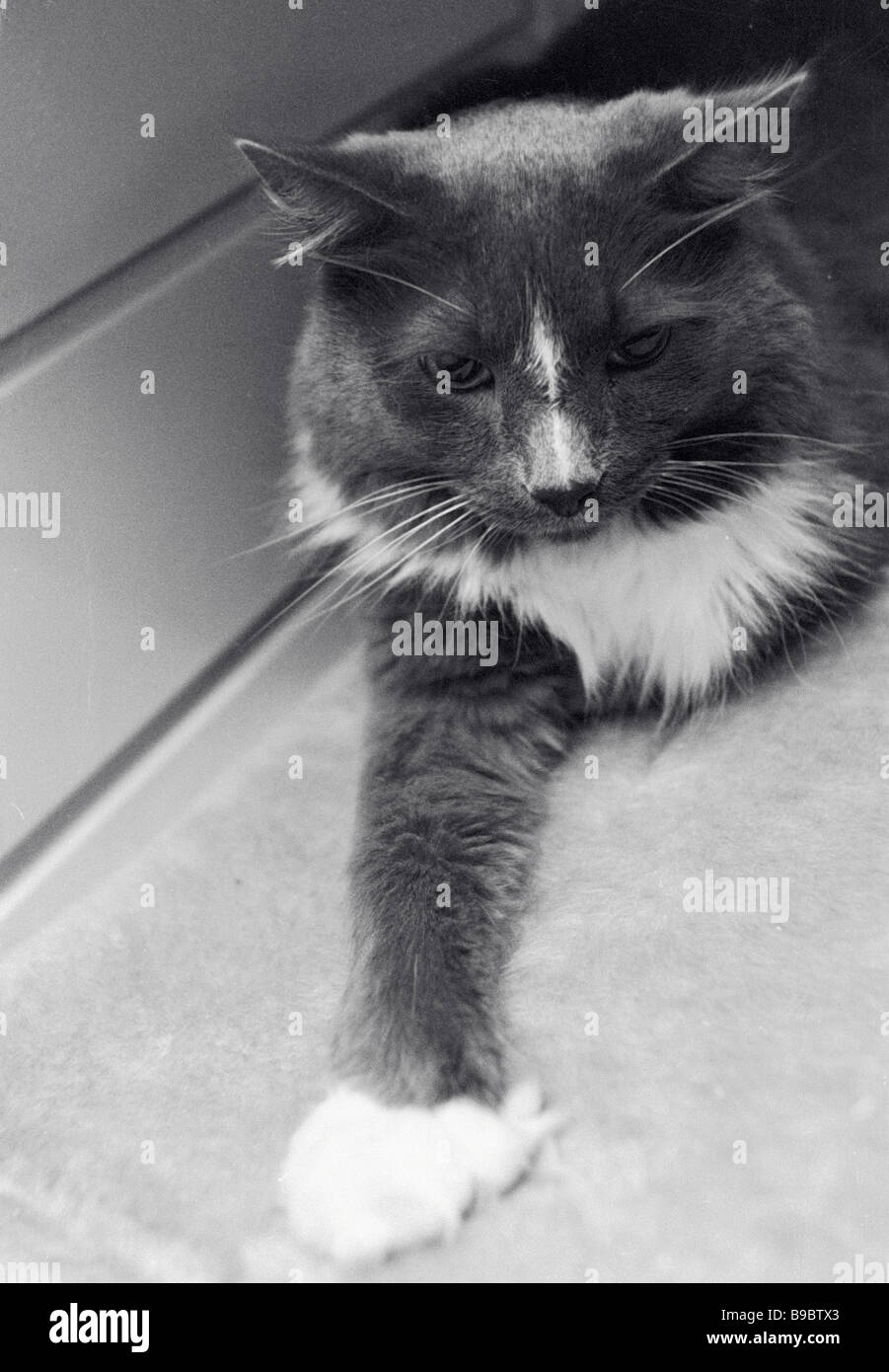 A Mongolian snow cat Stock Photo - Alamy