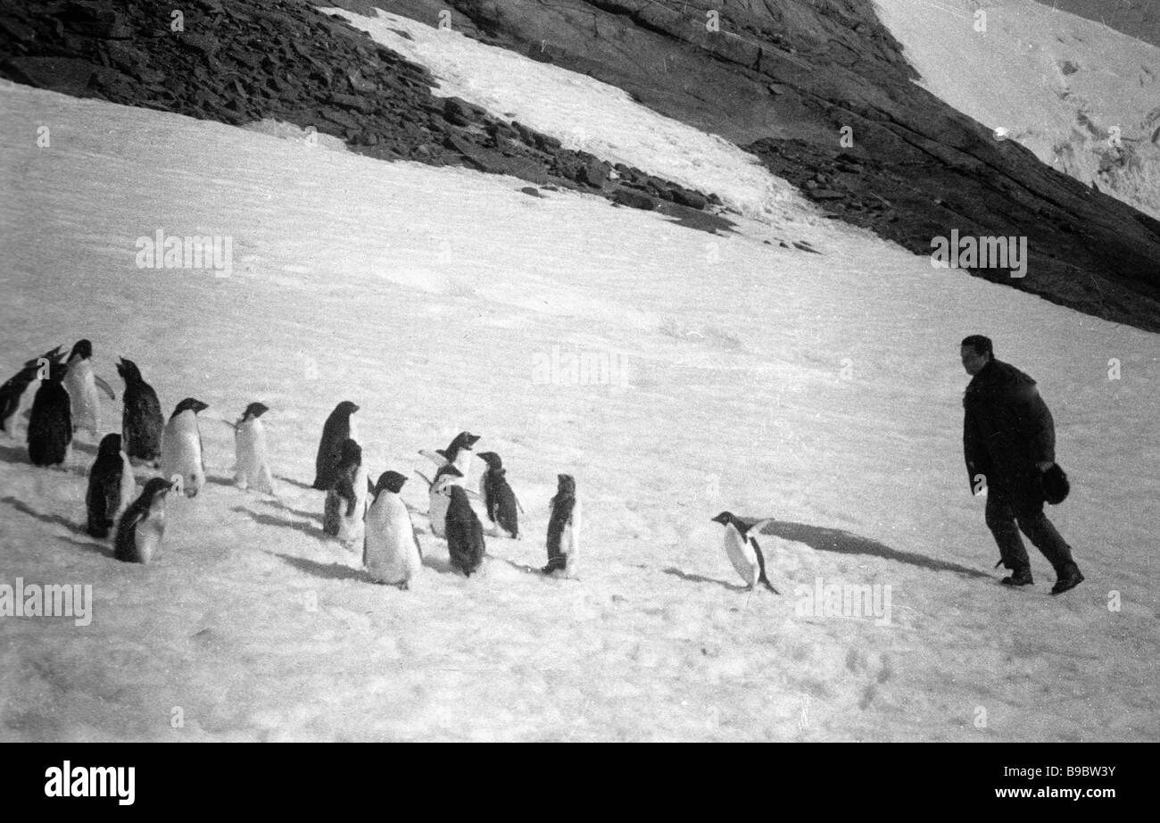 Soviet Polar researcher observes penguins in the Antarctic Stock Photo ...