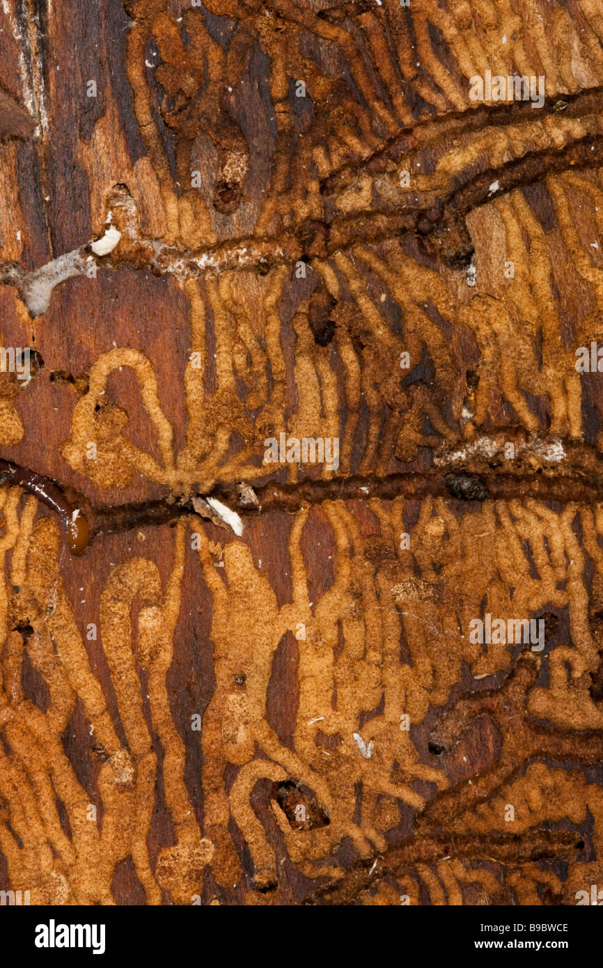 Wood Worm Stock Photos & Wood Worm Stock Images - Alamy