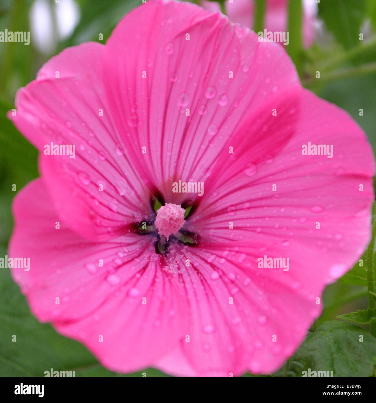 Pink Holly Hock flower Stock Photo - Alamy