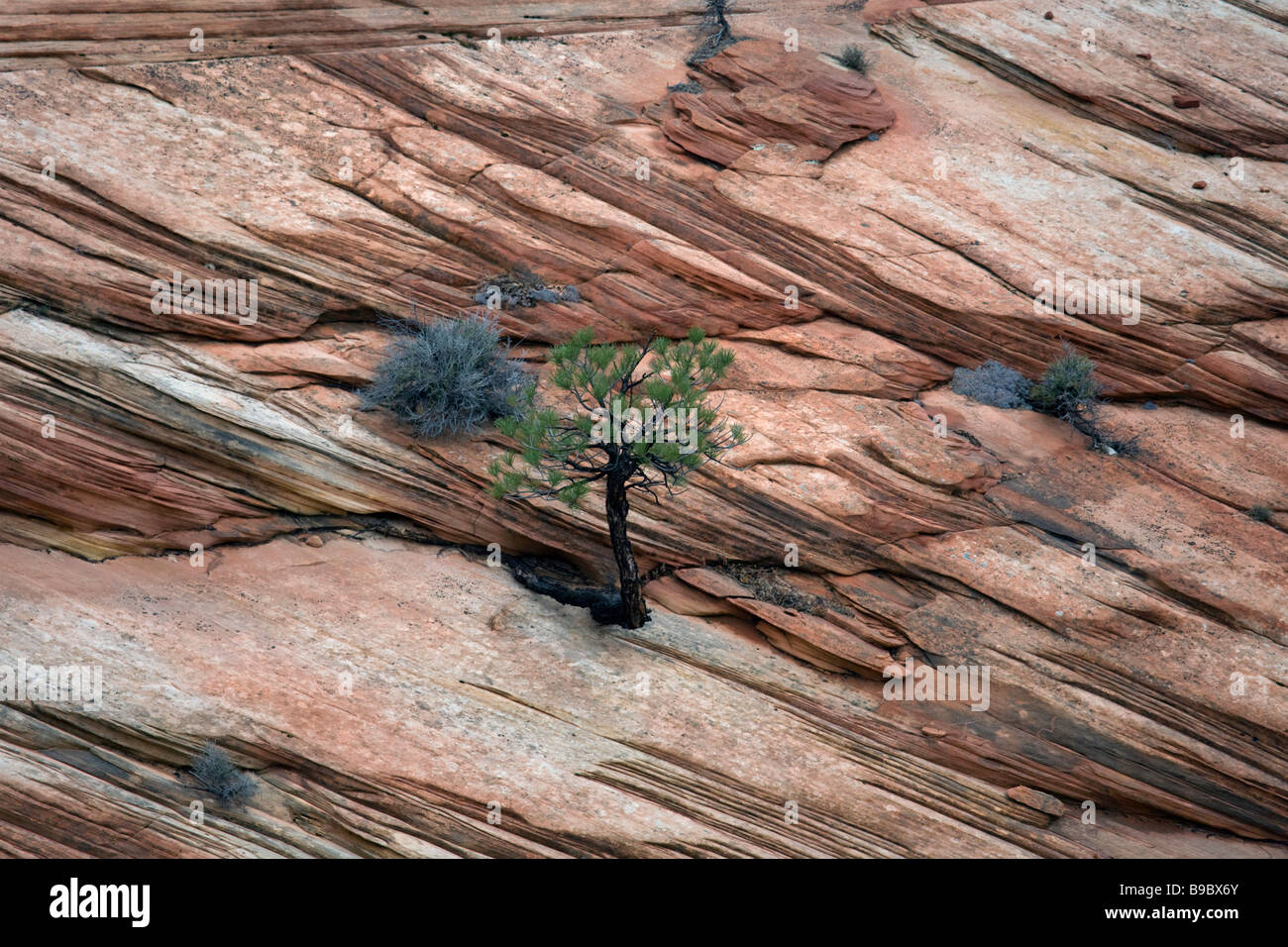 Rock detail in the Checkerboard Mesa area of Zion National Park Utah ...