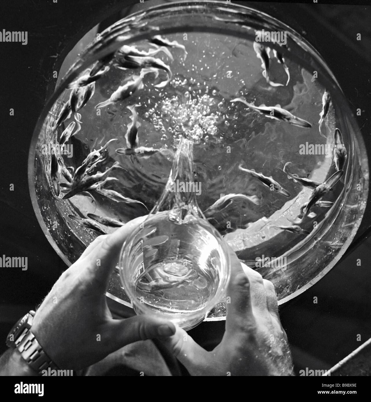 For the first time in world practice small fry of paddlefish appeared ...