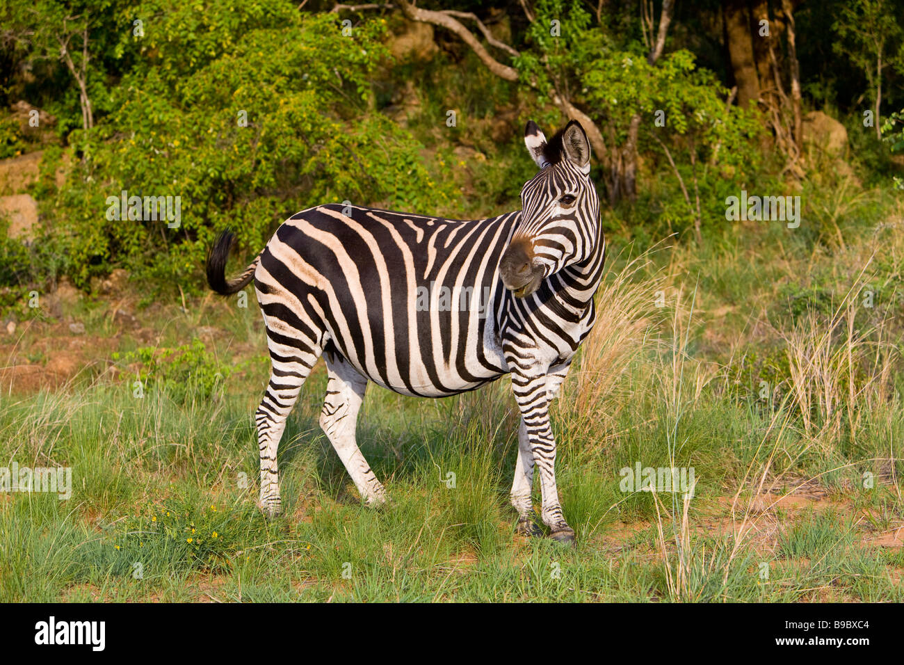Plain Zebra ( Equus burchellii Stock Photo - Alamy