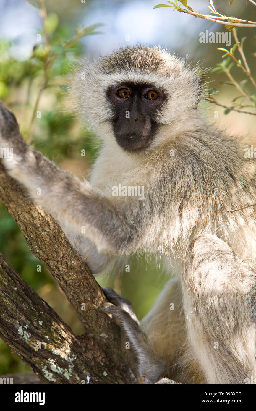 Vervet Monkey ( Chlorocebus pygerythrus Stock Photo - Alamy