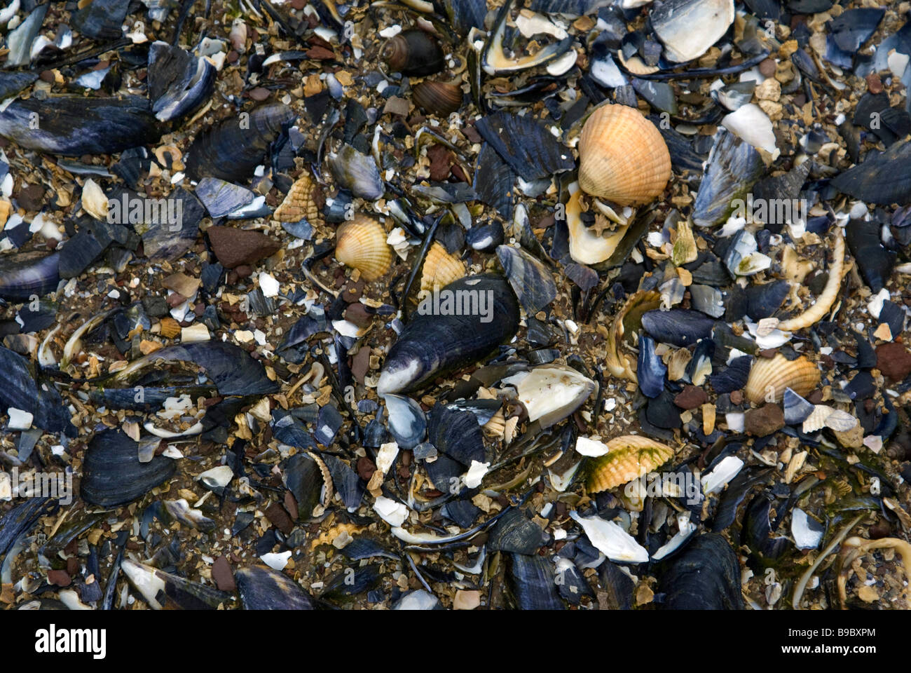 Shells on a Scottish beach Stock Photo - Alamy