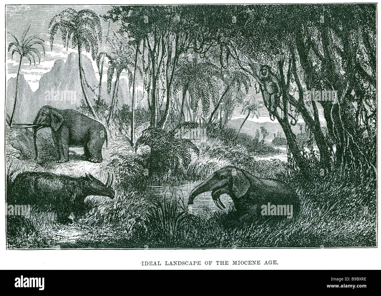 Miocene epoch hi-res stock photography and images - Alamy