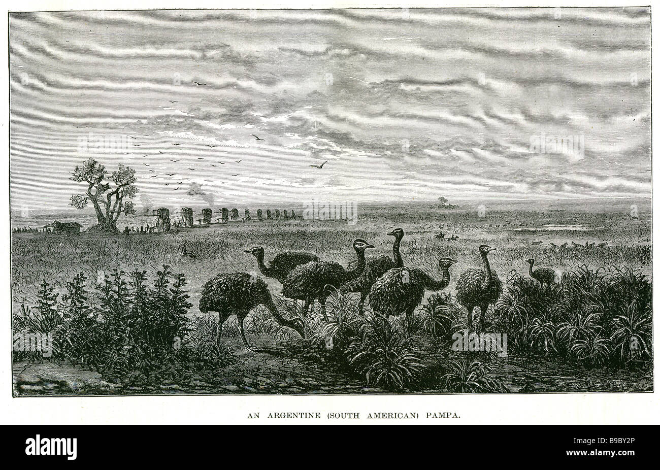 argentine south america pampa ostrich plains grass land wilderness The ...