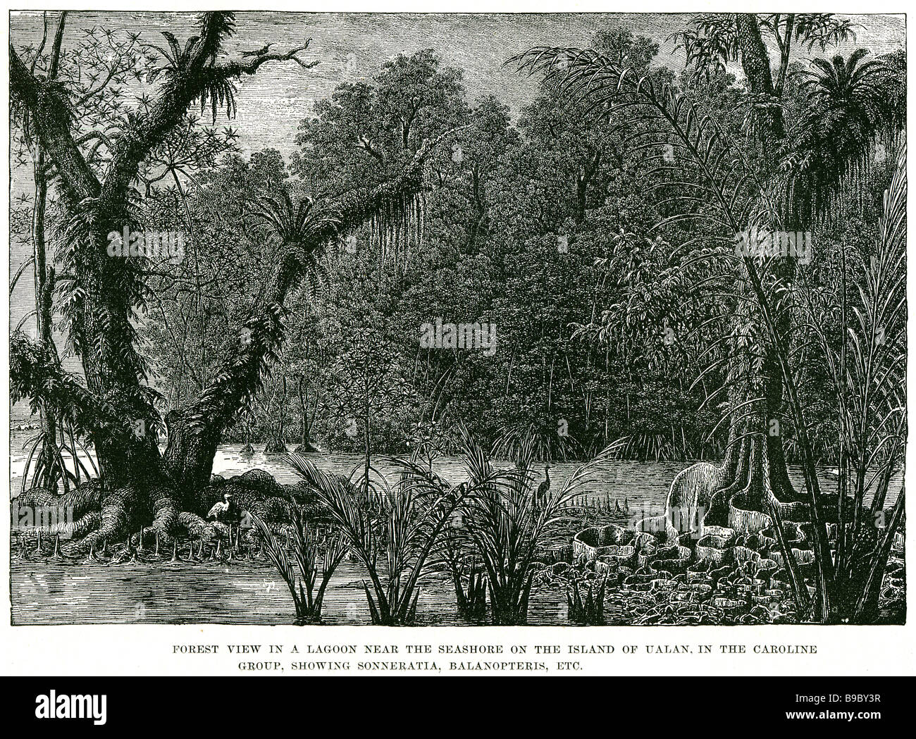 forest view in a lagoon near the seashore on the island of ualan in the ...