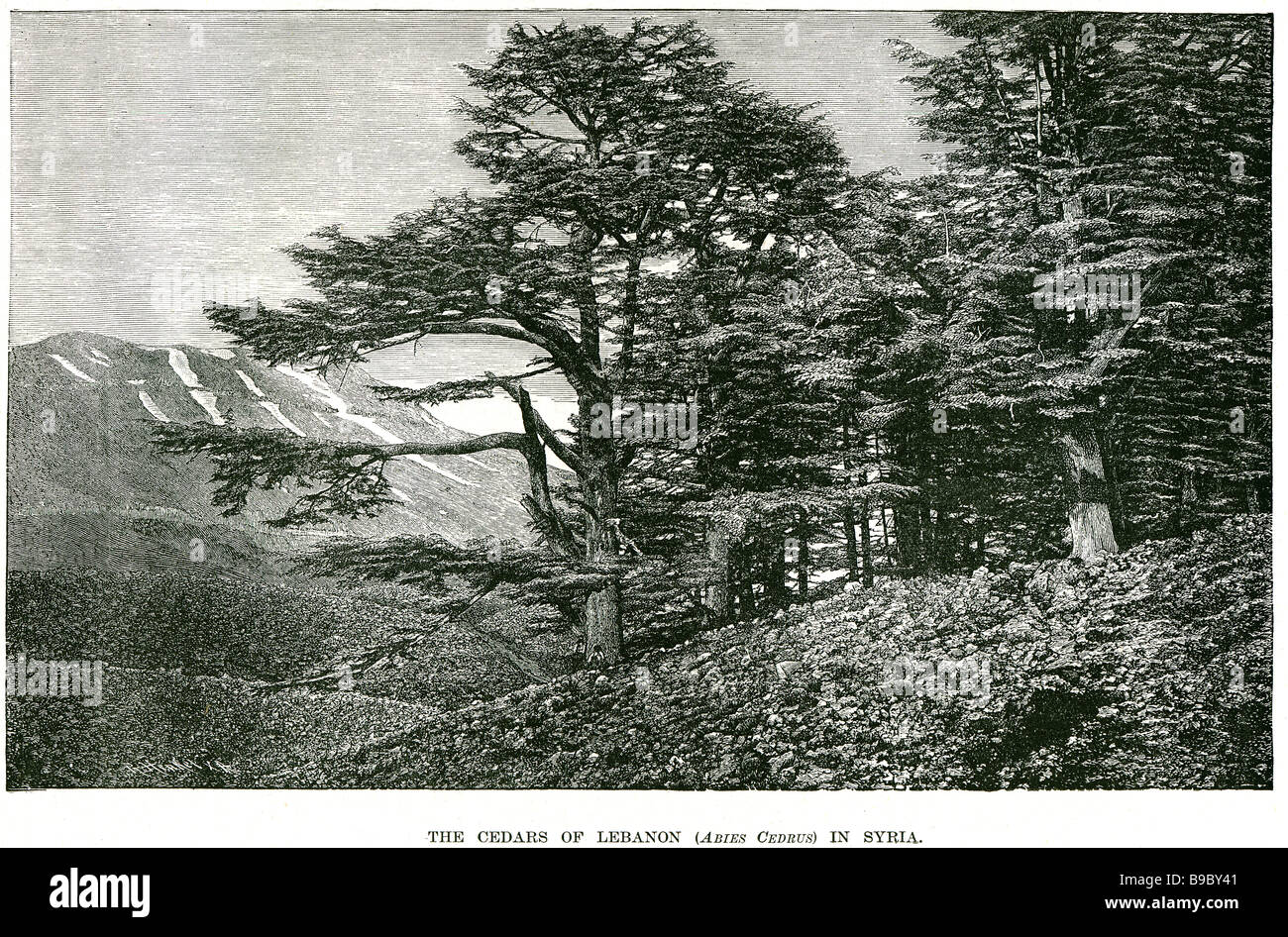 the cedars of lebanon abies cedrus in syria Cedar (Cedrus) is a genus ...