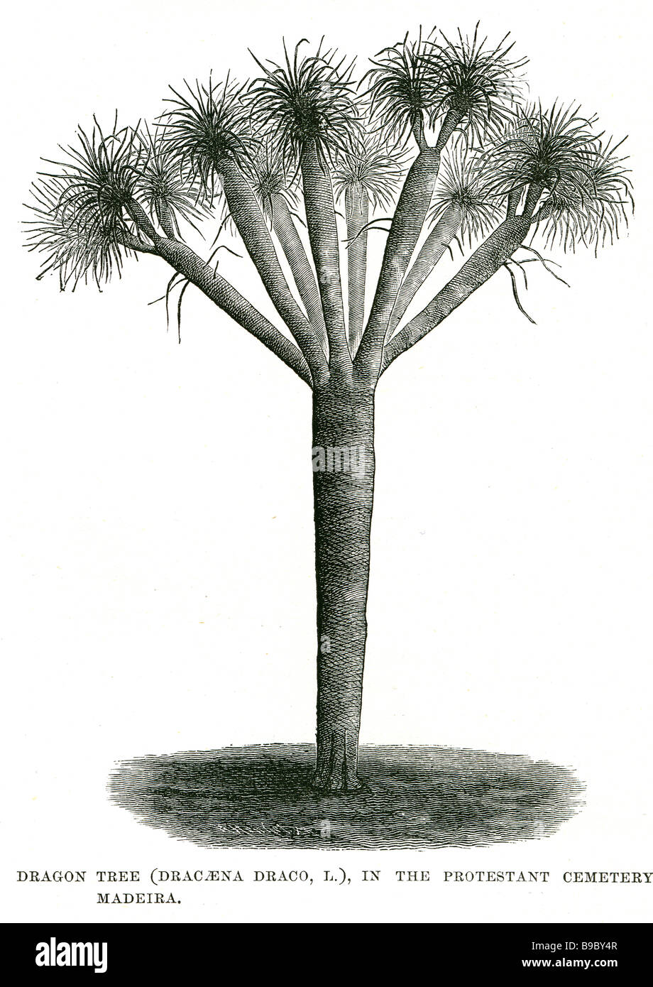 young dragon tree dracaena draco in the protestant cemetery at funchal ...