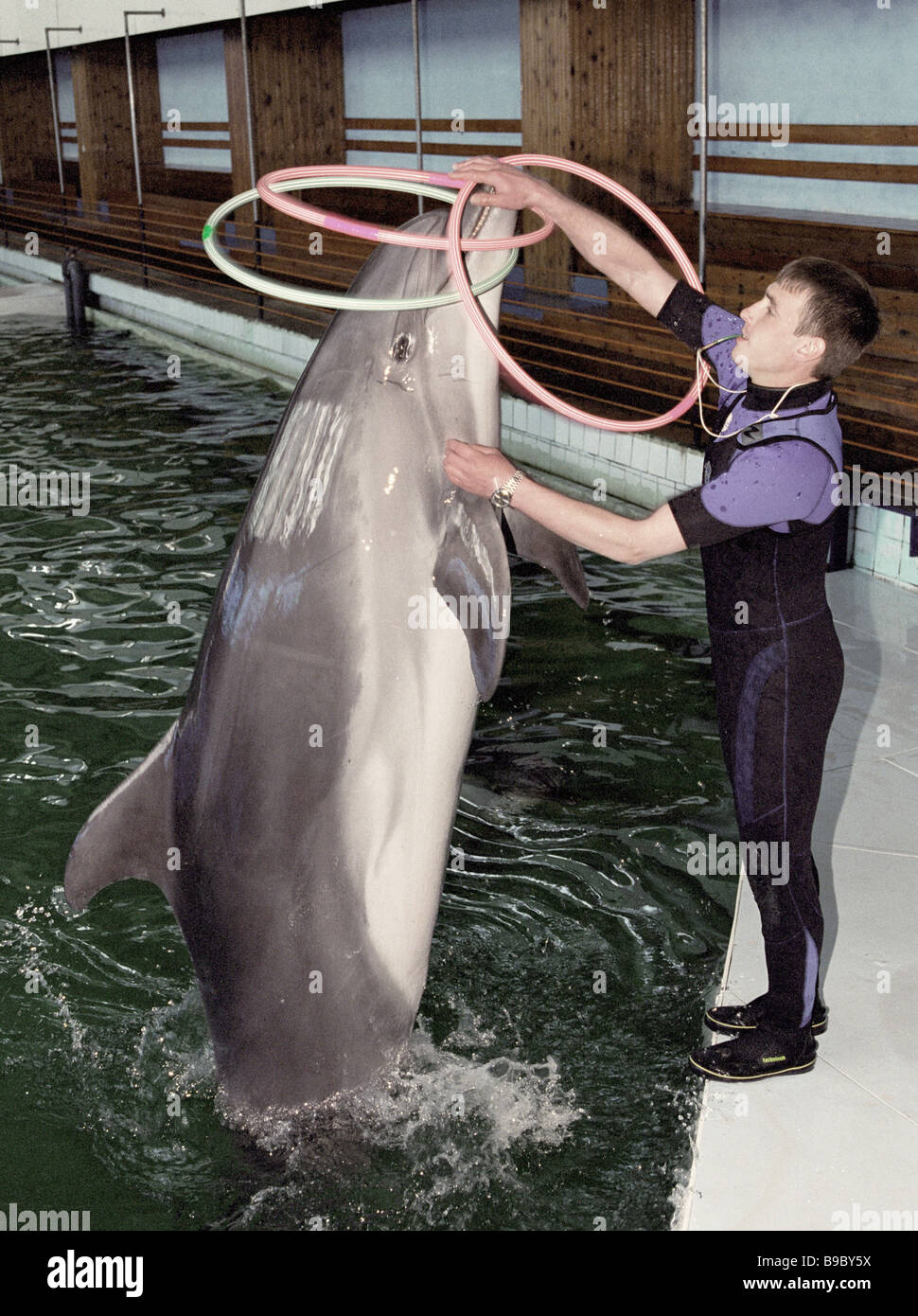 A dolphin and a tamer practice the hoop trick Stock Photo - Alamy