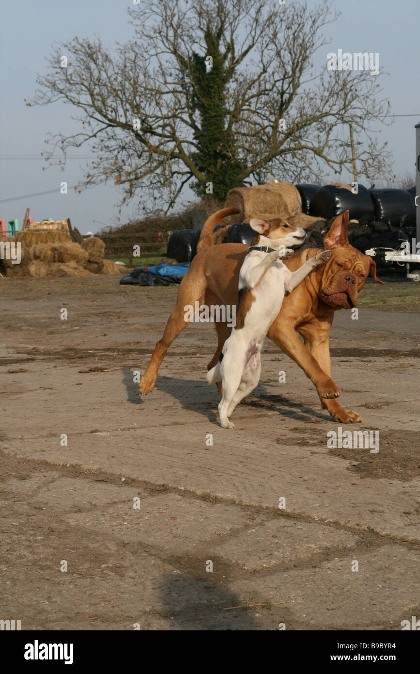 Farms dogs hi-res stock photography and images - Alamy