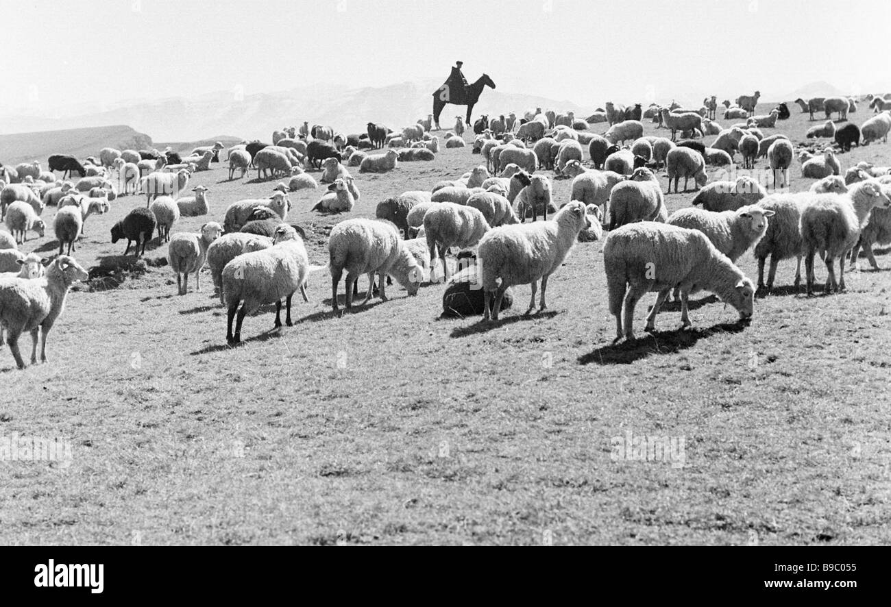 Sheep in the pasture Stock Photo - Alamy